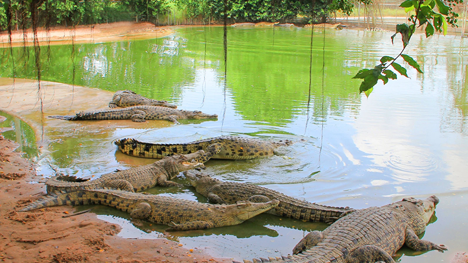 Pattaya Turu 7 Gece Saudi Havayolları İle